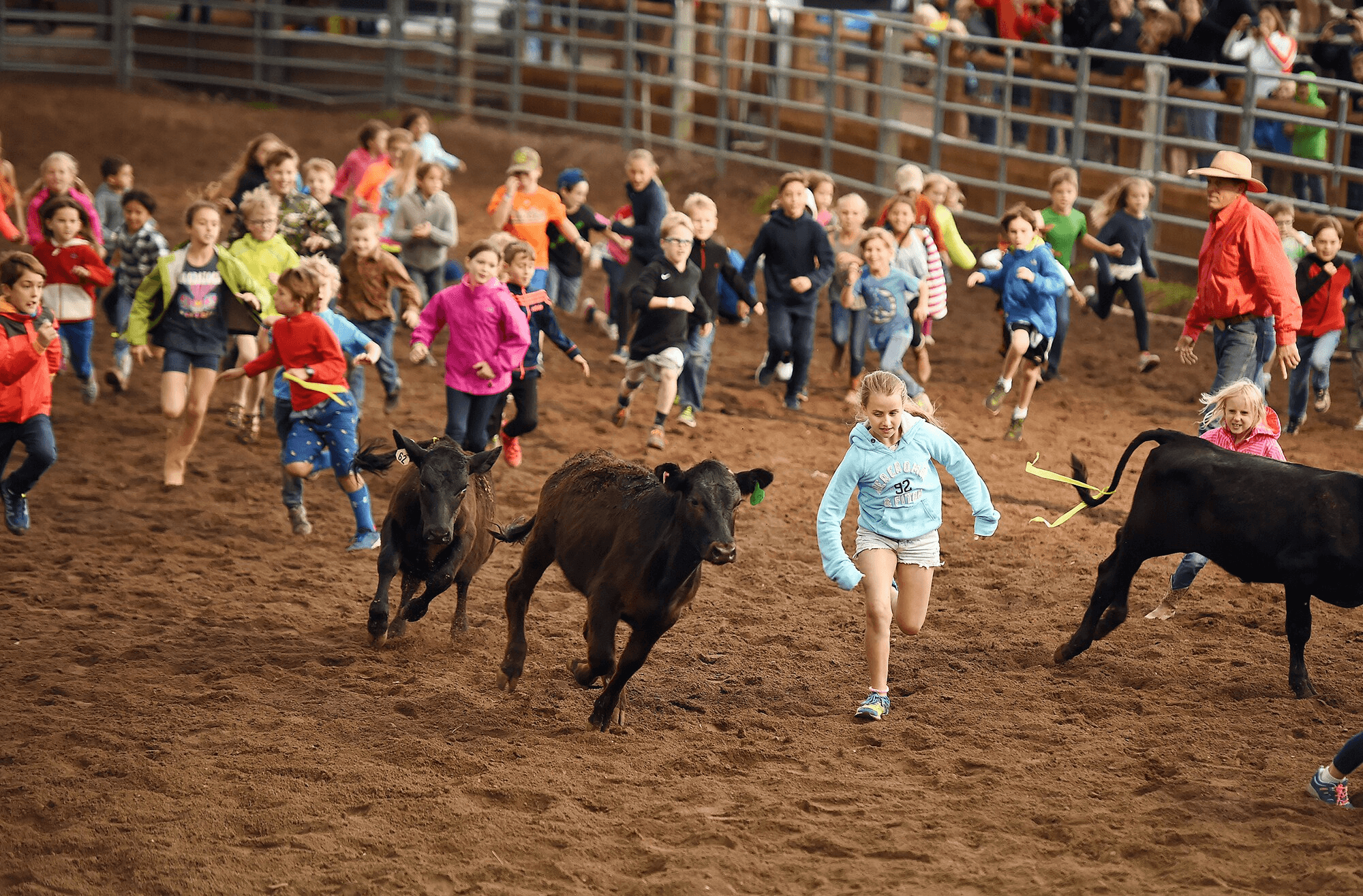 Calf Scramble - North Dakota State Fair